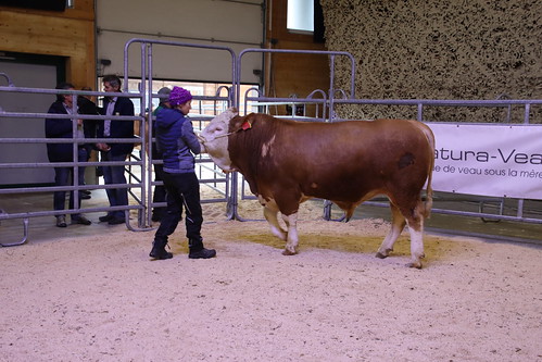 Champion | Simmental Suisse